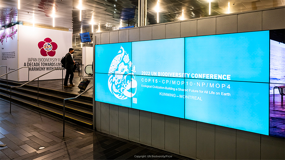 Biodiversity and COP15's plan for planet Earth